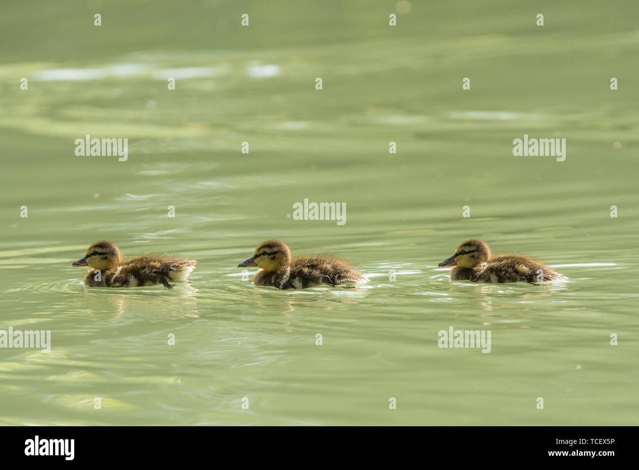 Row of tiny and furry ducklings swimming in clear fresh water in bright ...