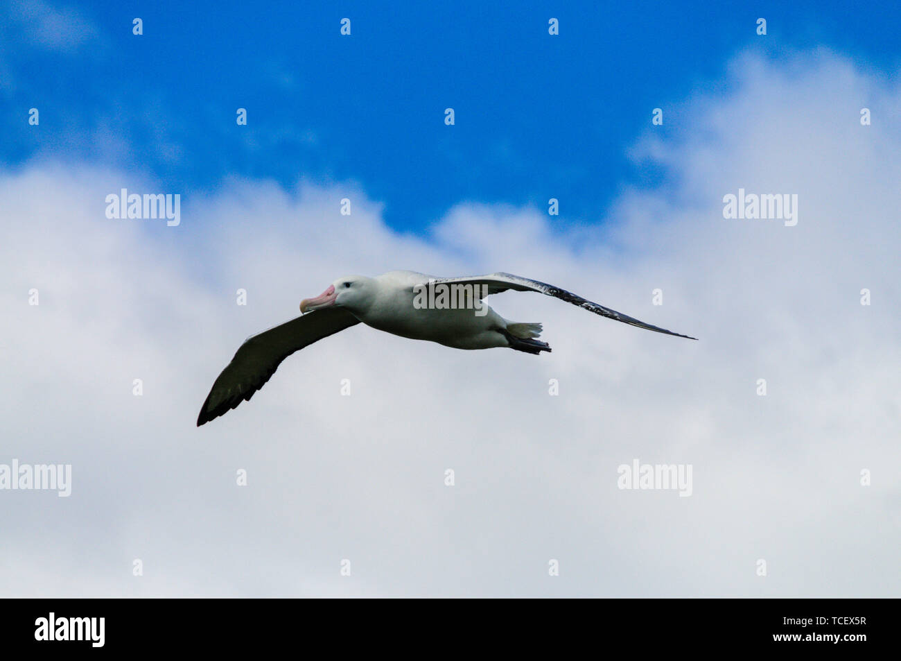 Largest Wandering Albatross Wingspan Stock Photos & Largest Wandering ...