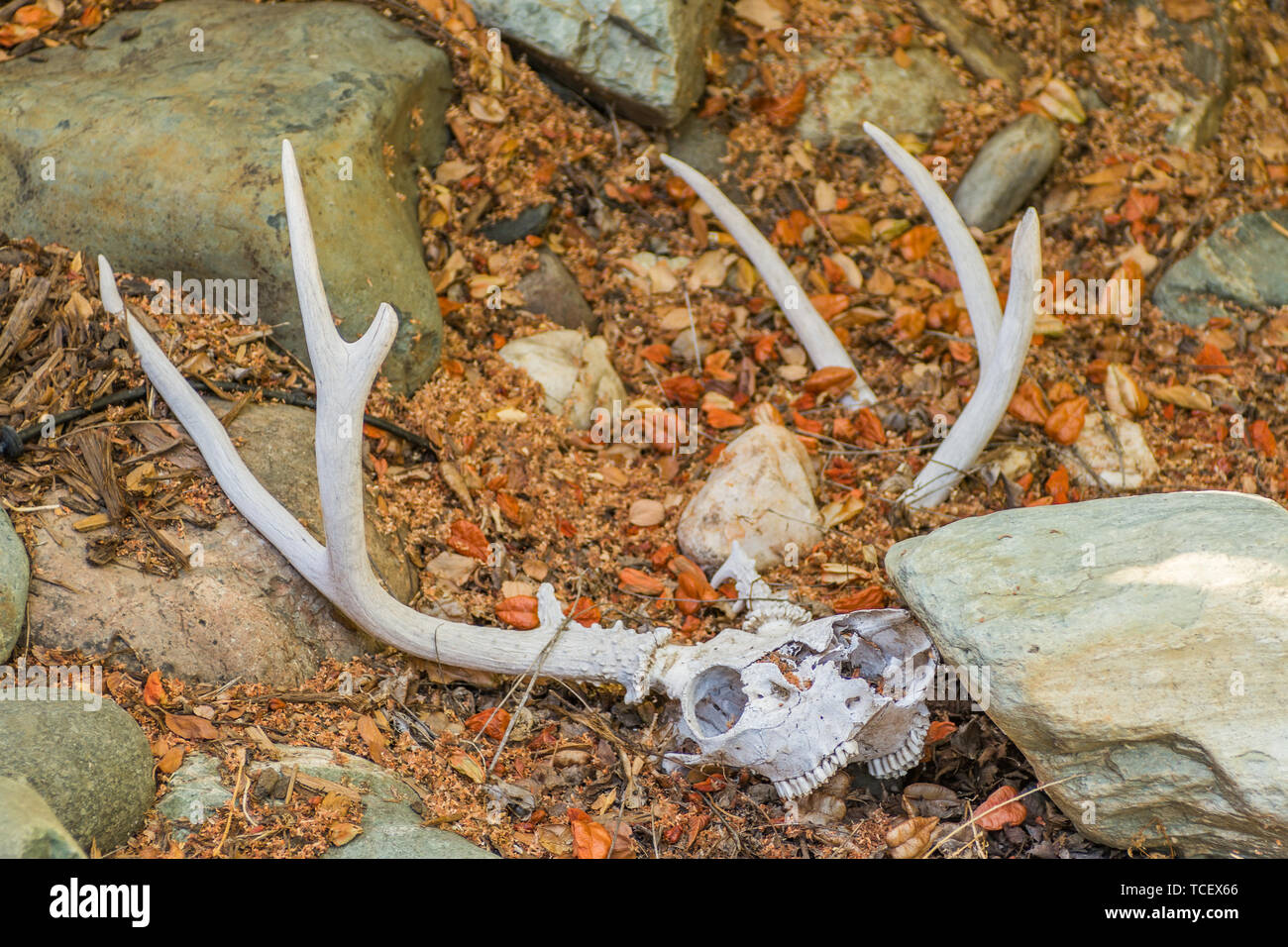White aged skull with antlers of died elk lying among rocks in autumnal ...
