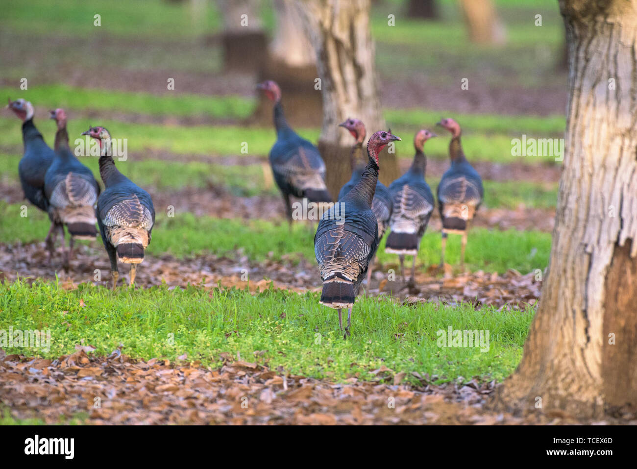 Back view of turkeys walking on lawn with green grass and trees Stock ...
