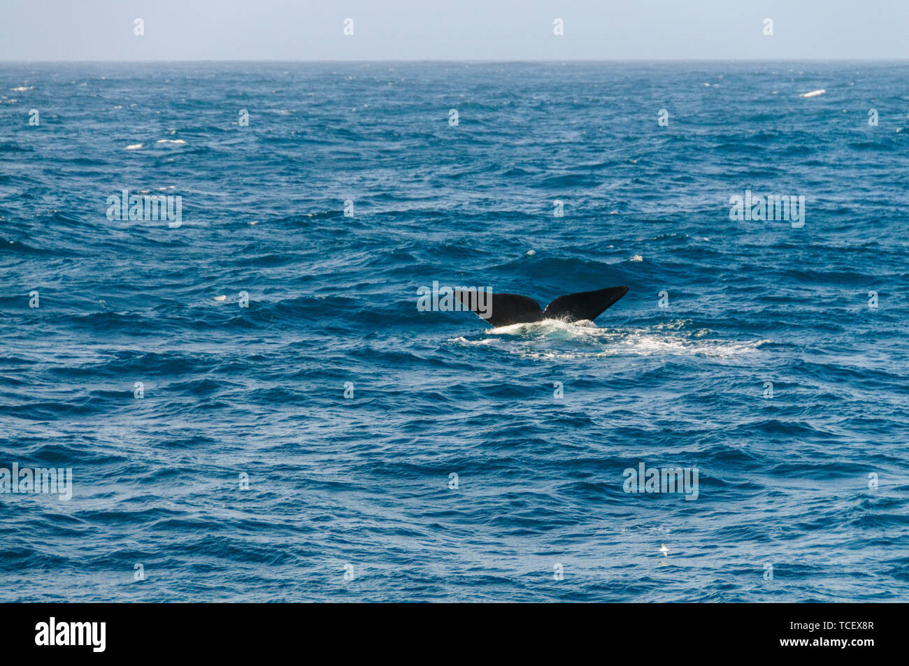 Peninsula valdes diving hi-res stock photography and images - Alamy