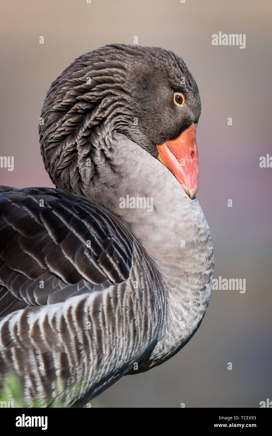 Toulouse Farm Goose Stock Photo - Alamy