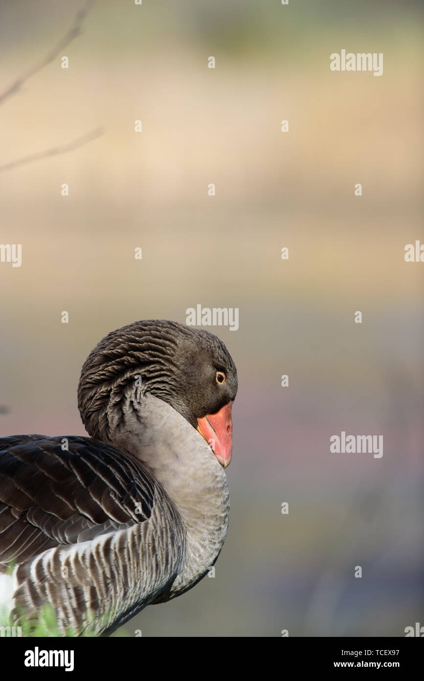 Goose with gray feathers hi-res stock photography and images - Alamy