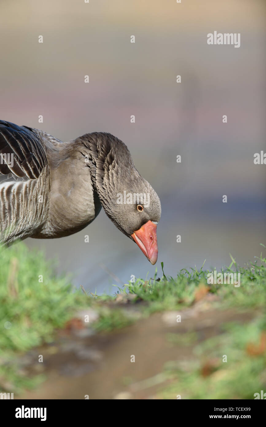 Pilgrim goose hi-res stock photography and images - Alamy