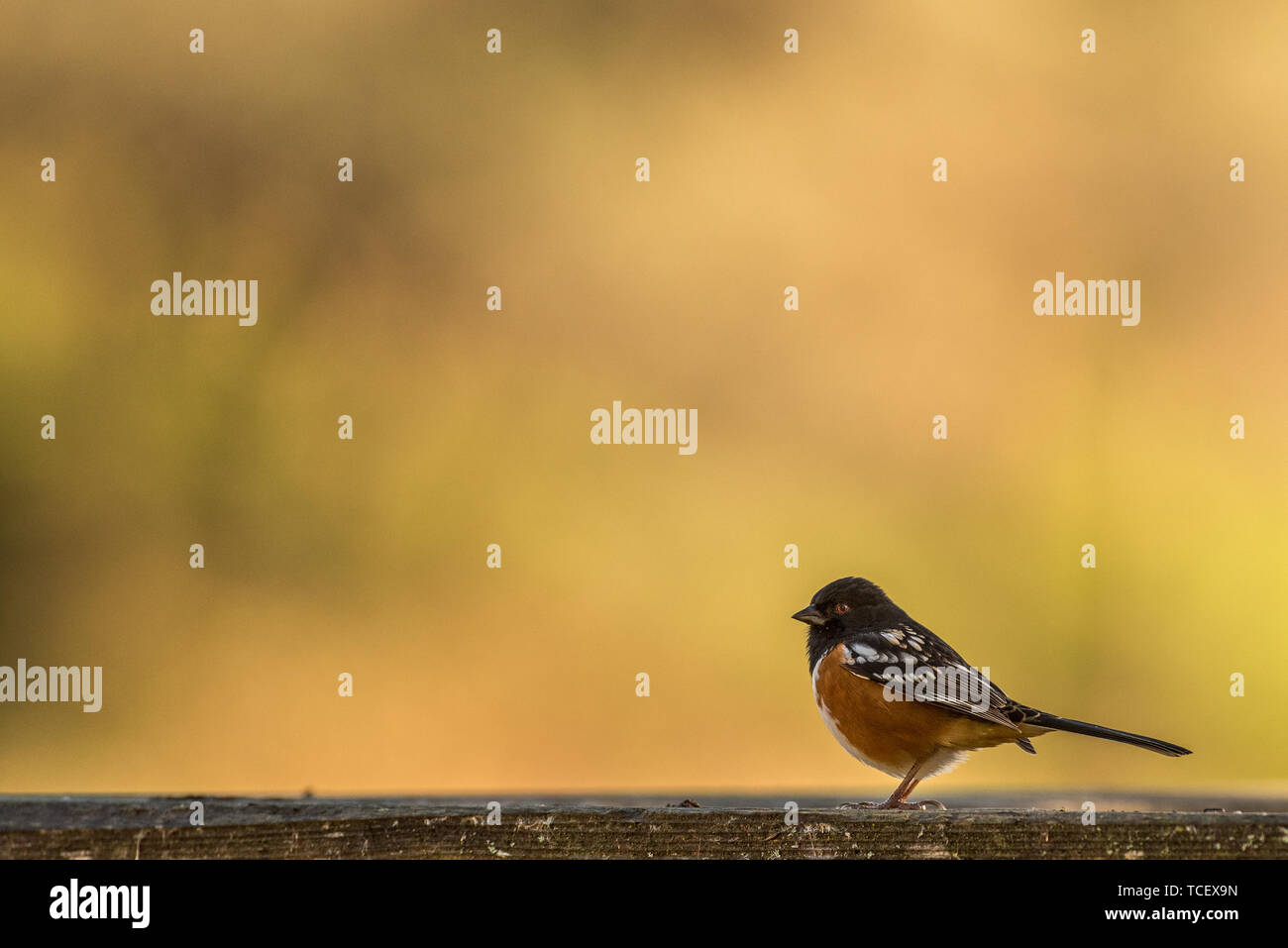 spotted towhee bird Stock Photo - Alamy