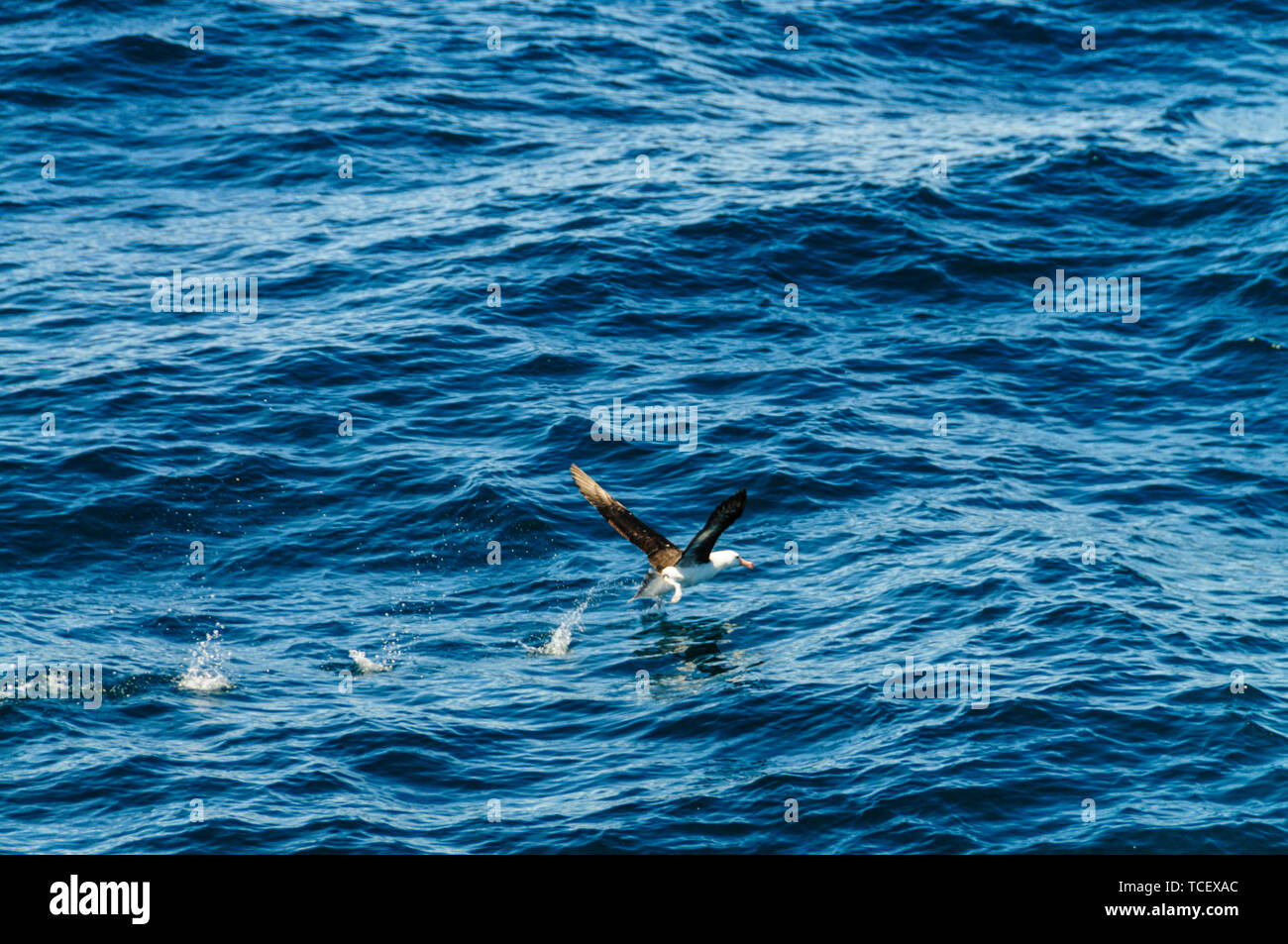 A Black-Browed Albatross taking off from the water Stock Photo - Alamy