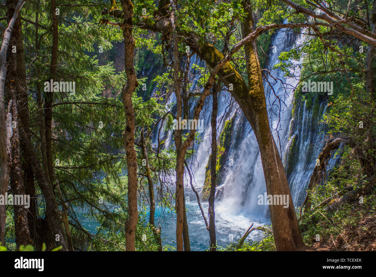Amazing view of fresh blue cascade of waterfall behind lush green trees ...