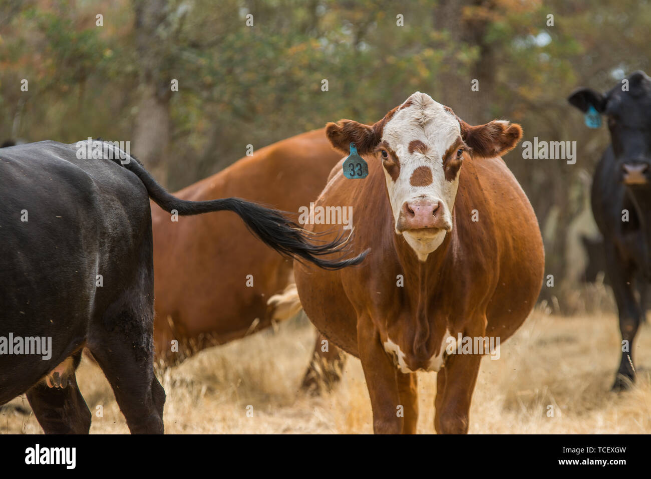 Ear marked cow hi-res stock photography and images - Alamy