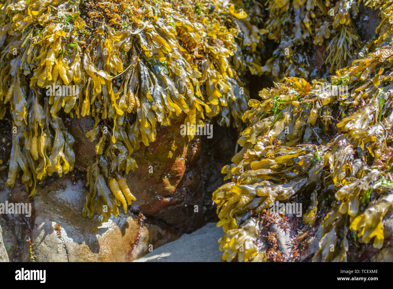 Beach seaweed growing on rocks hi-res stock photography and images - Alamy