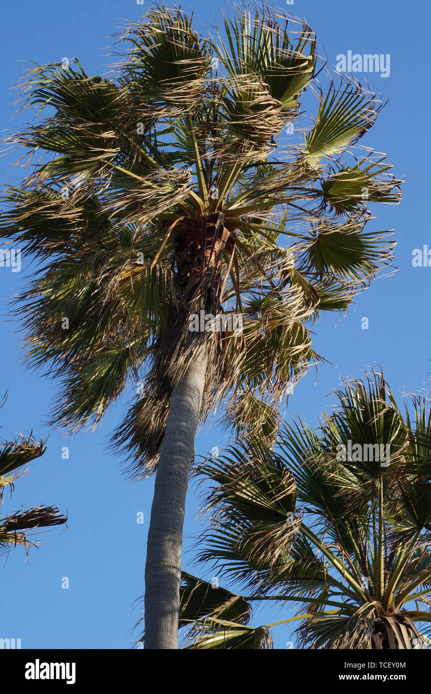 Tall palm trees in wind Stock Photo - Alamy
