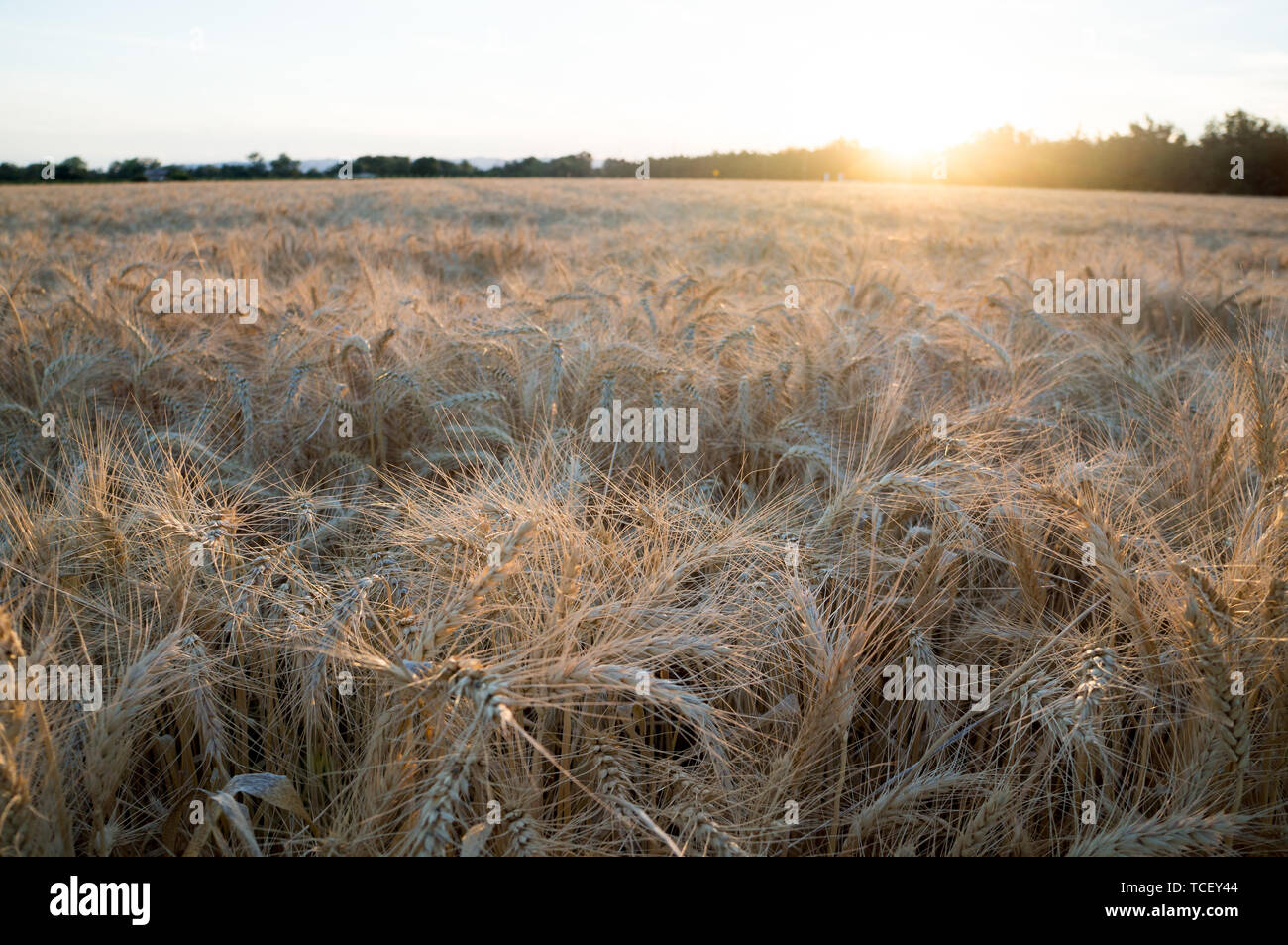 Row of golden rye on blurred farmland background with green foliage and ...