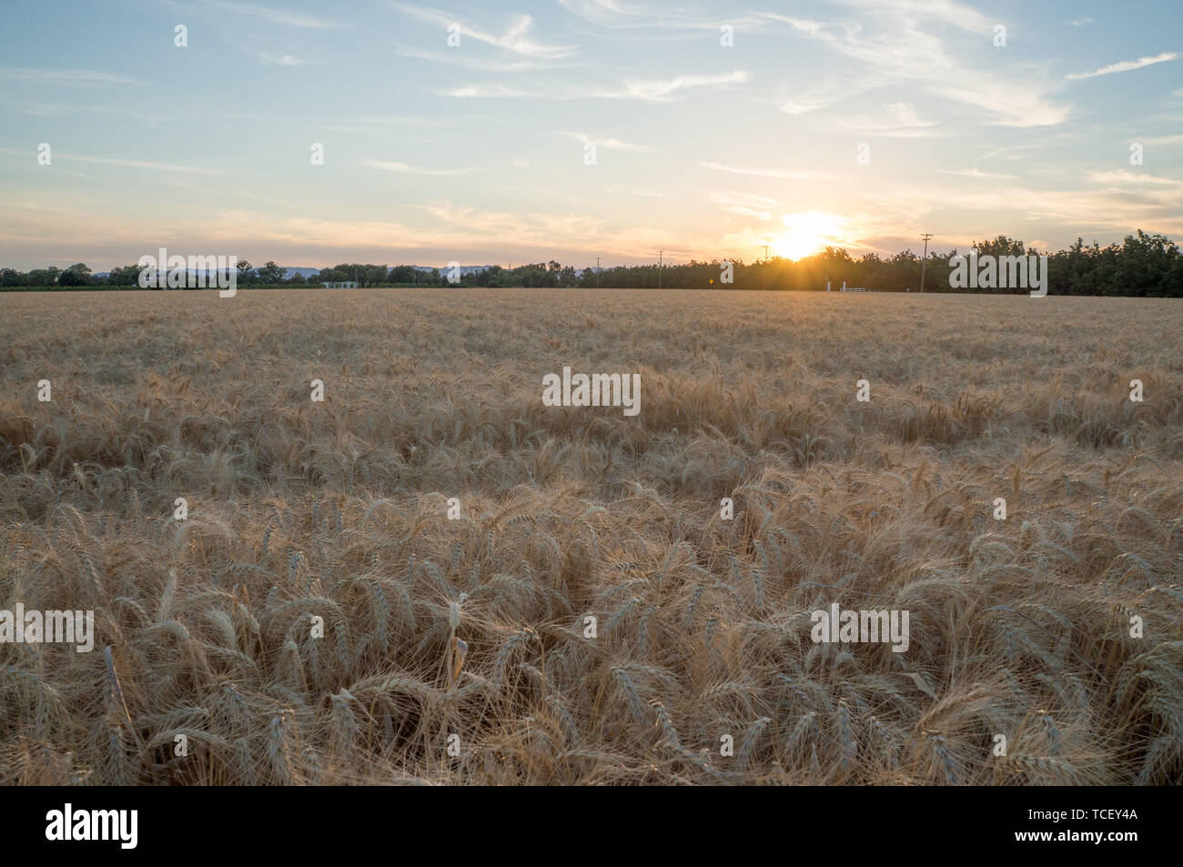 Golden rows of raw wheat growing on countryside field on background ...
