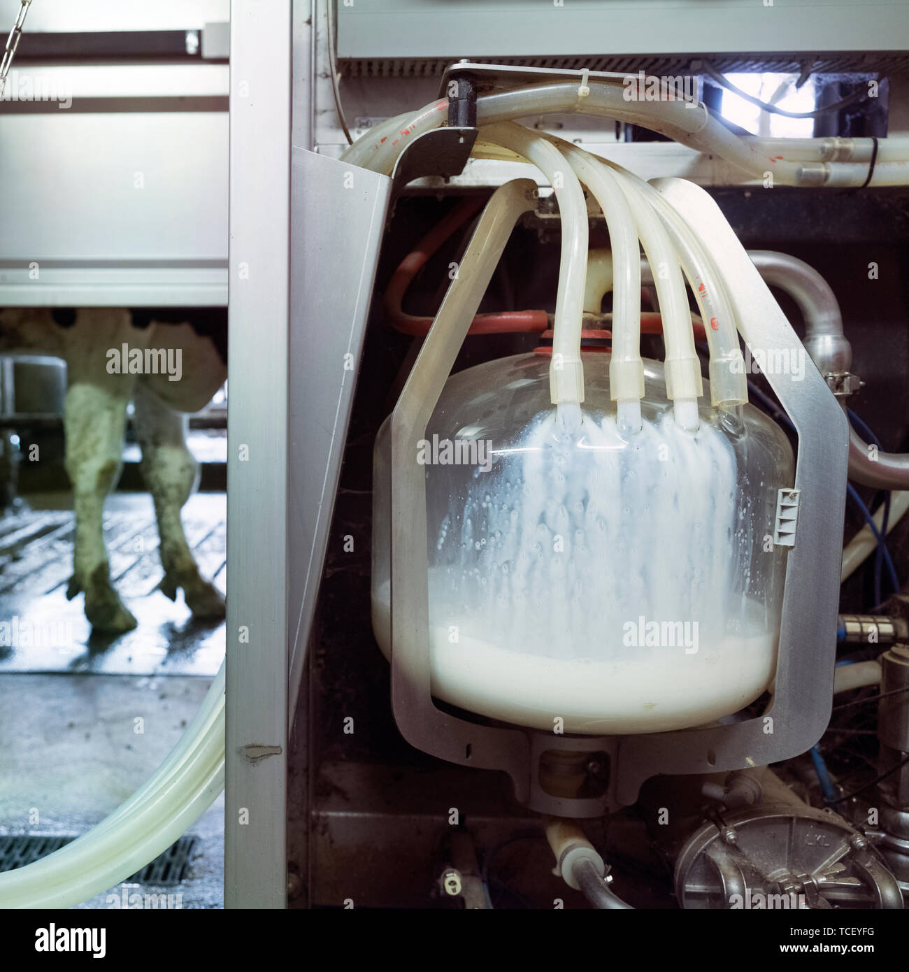 Robotic milking system hi-res stock photography and images - Alamy