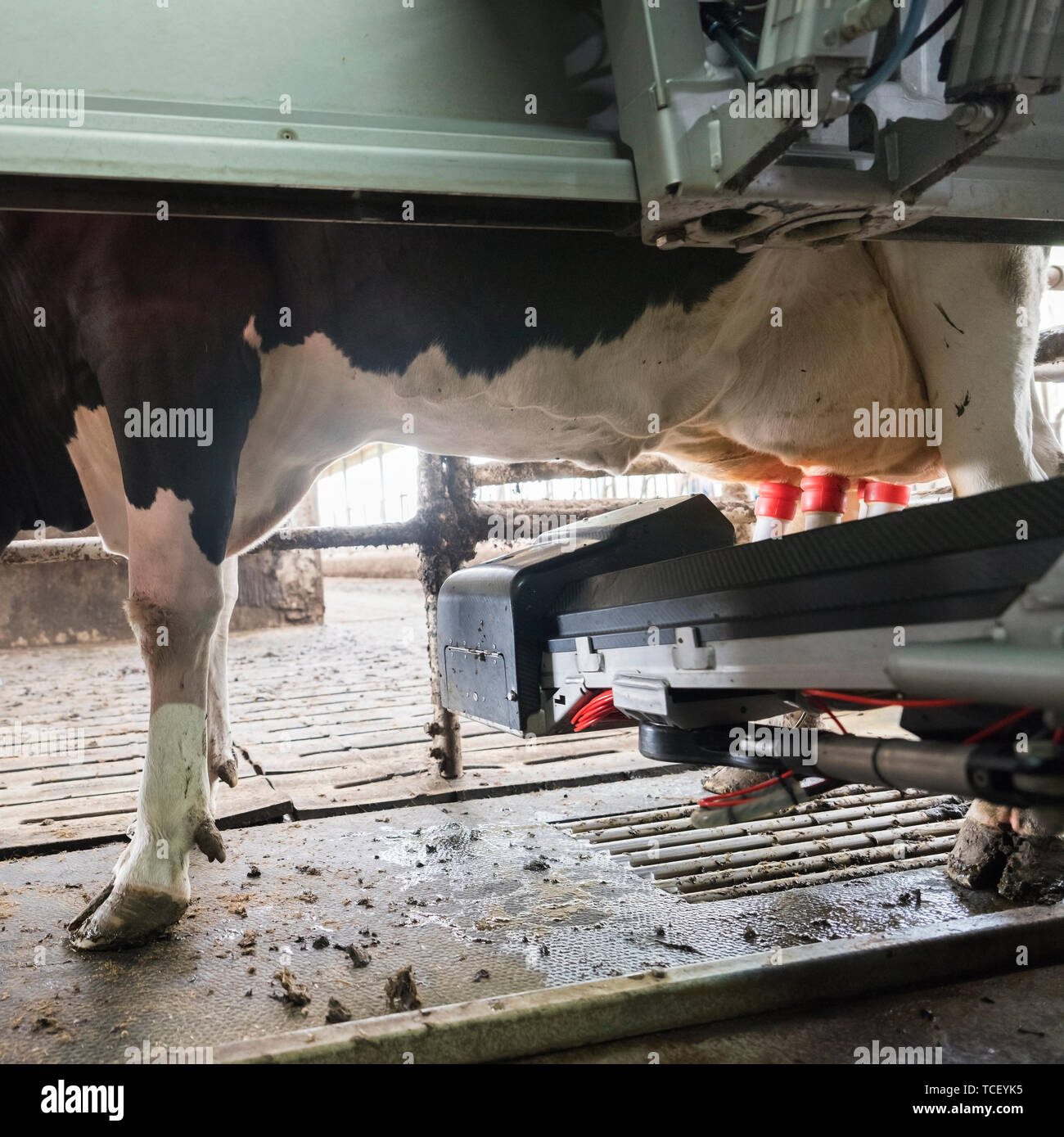 milking robot and cow on dairy farm in the netherlands Stock Photo - Alamy