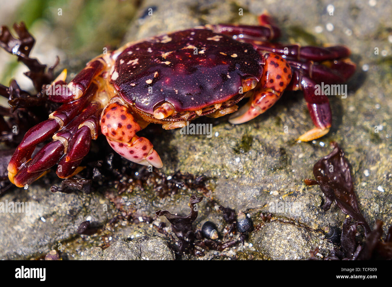 Small, purple, crab, rock, ecosystem Stock Photo - Alamy