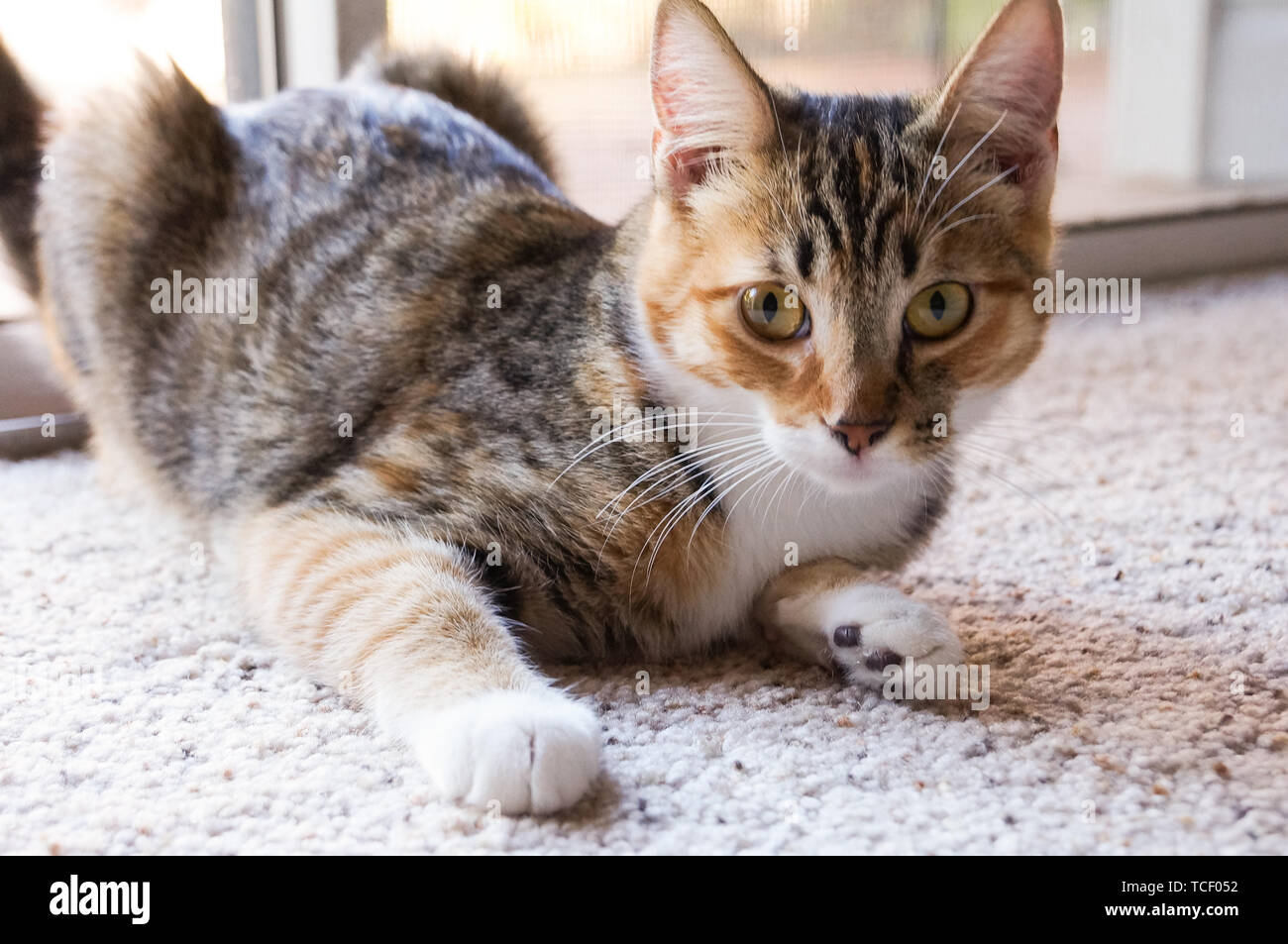 Tortoiseshell house cat tabby Stock Photo - Alamy