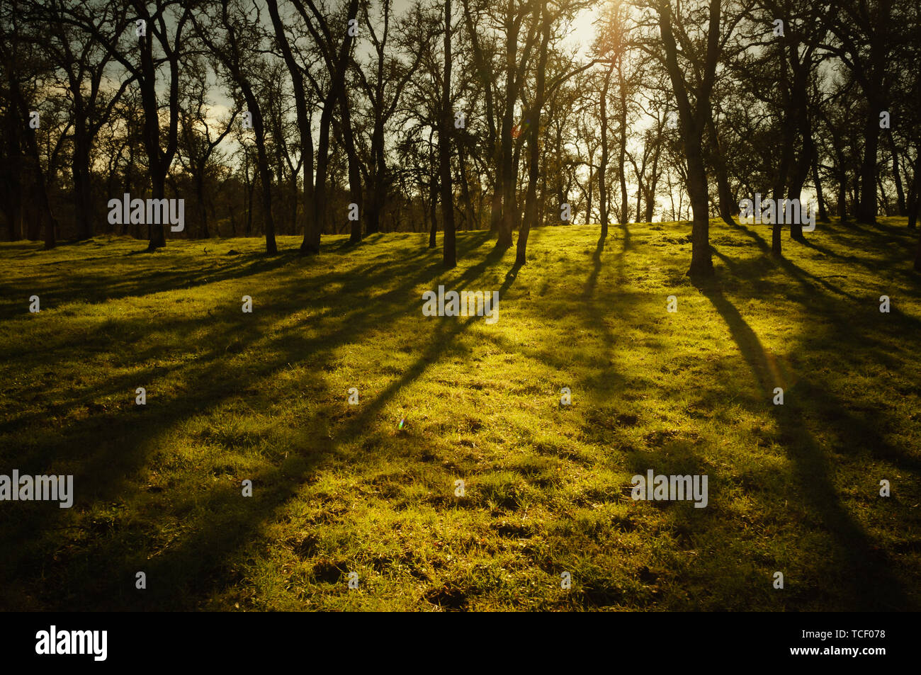 sunset oak tree Stock Photo - Alamy