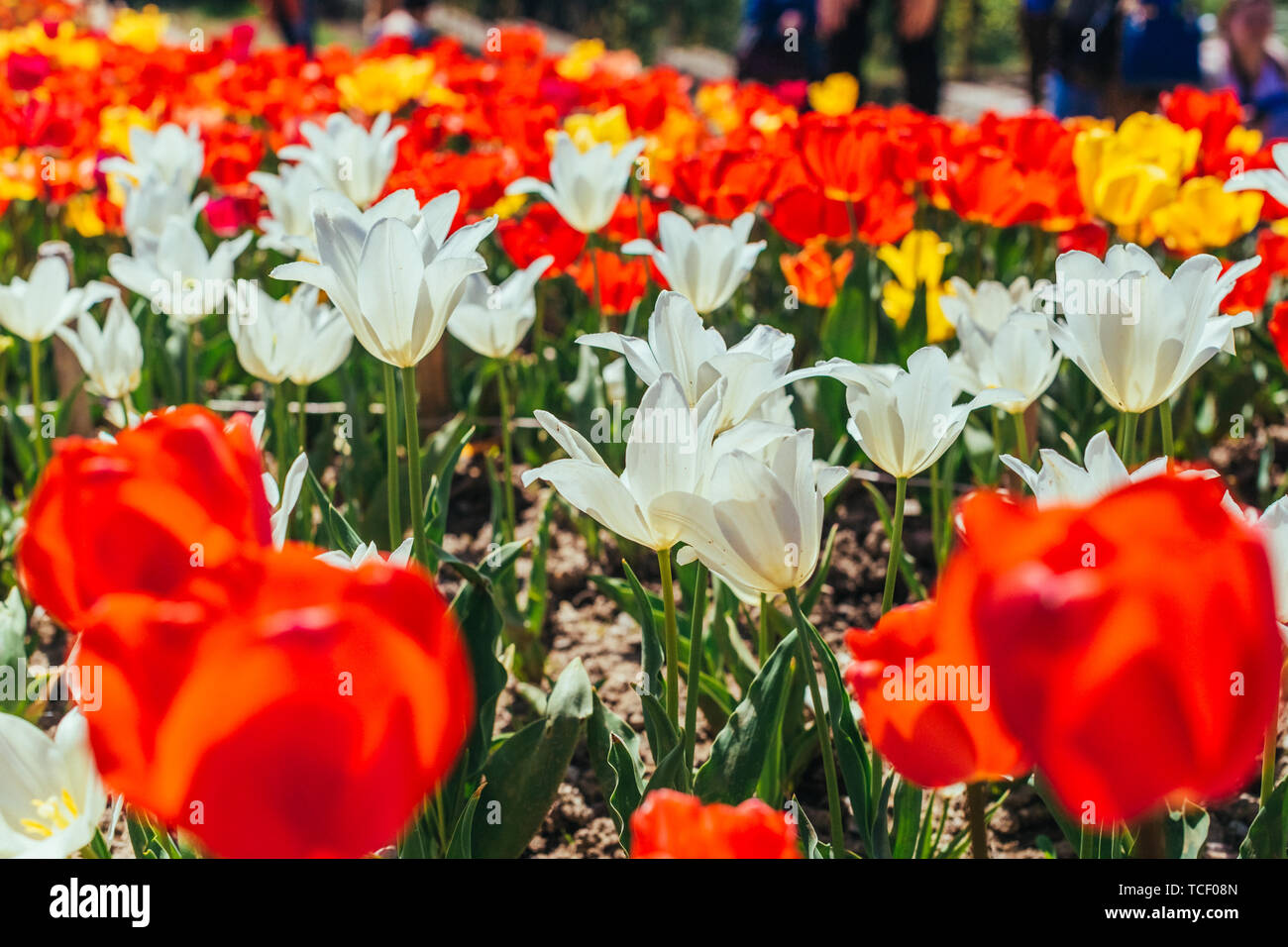 Colorful tulip garden in spring Stock Photo - Alamy