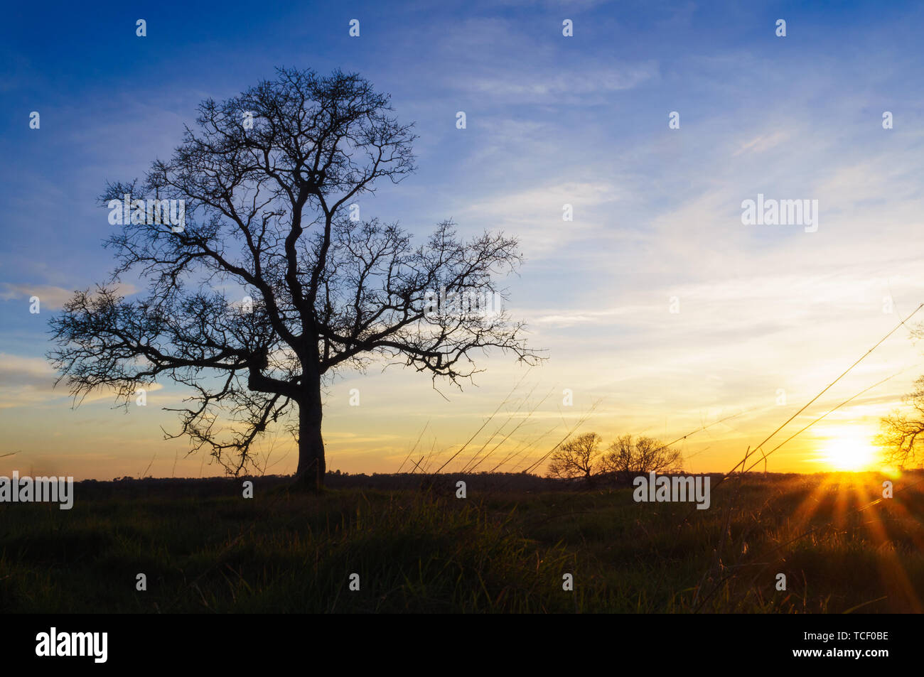 sunset oak tree Stock Photo - Alamy
