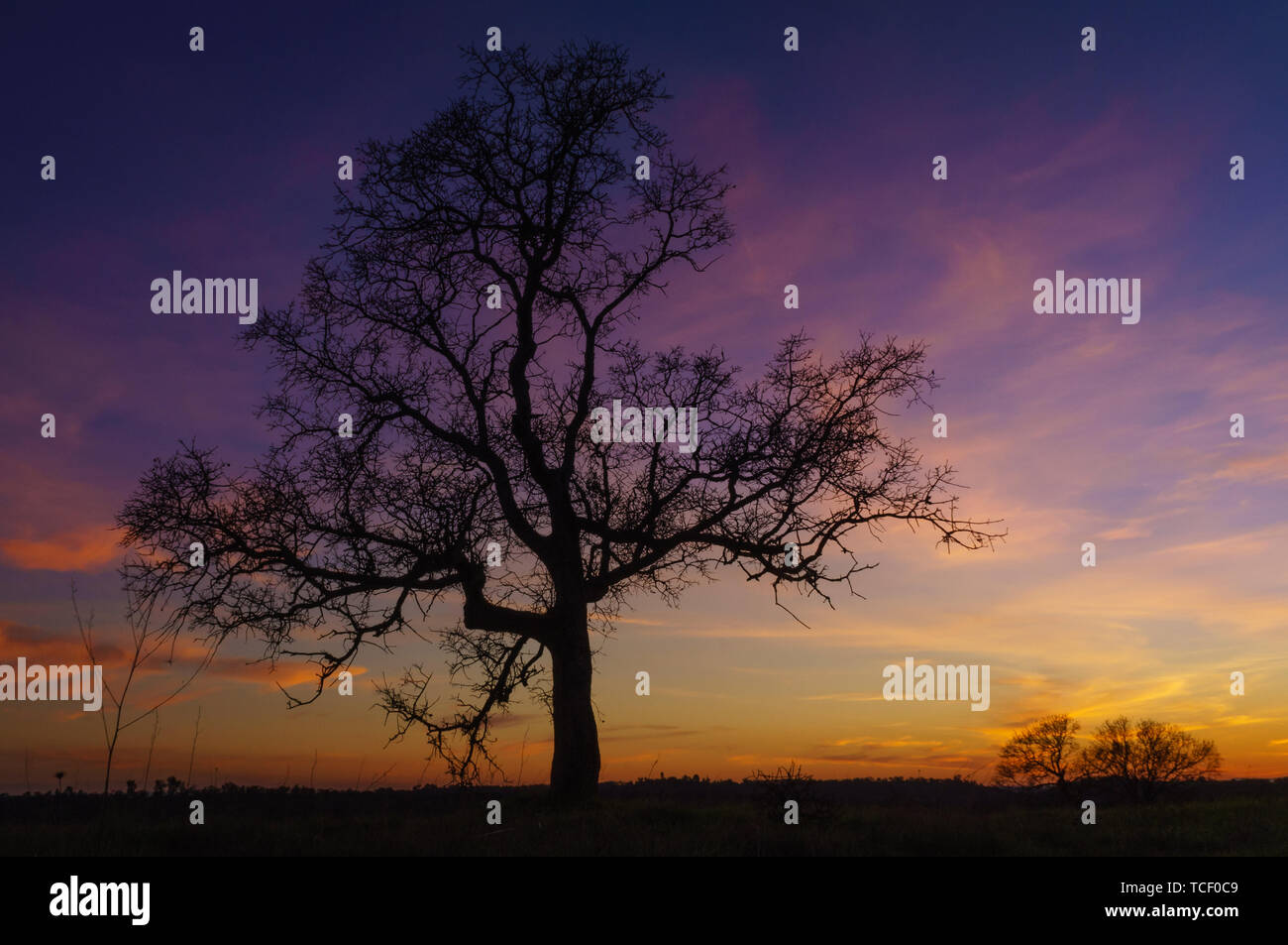 sunset oak tree Stock Photo - Alamy