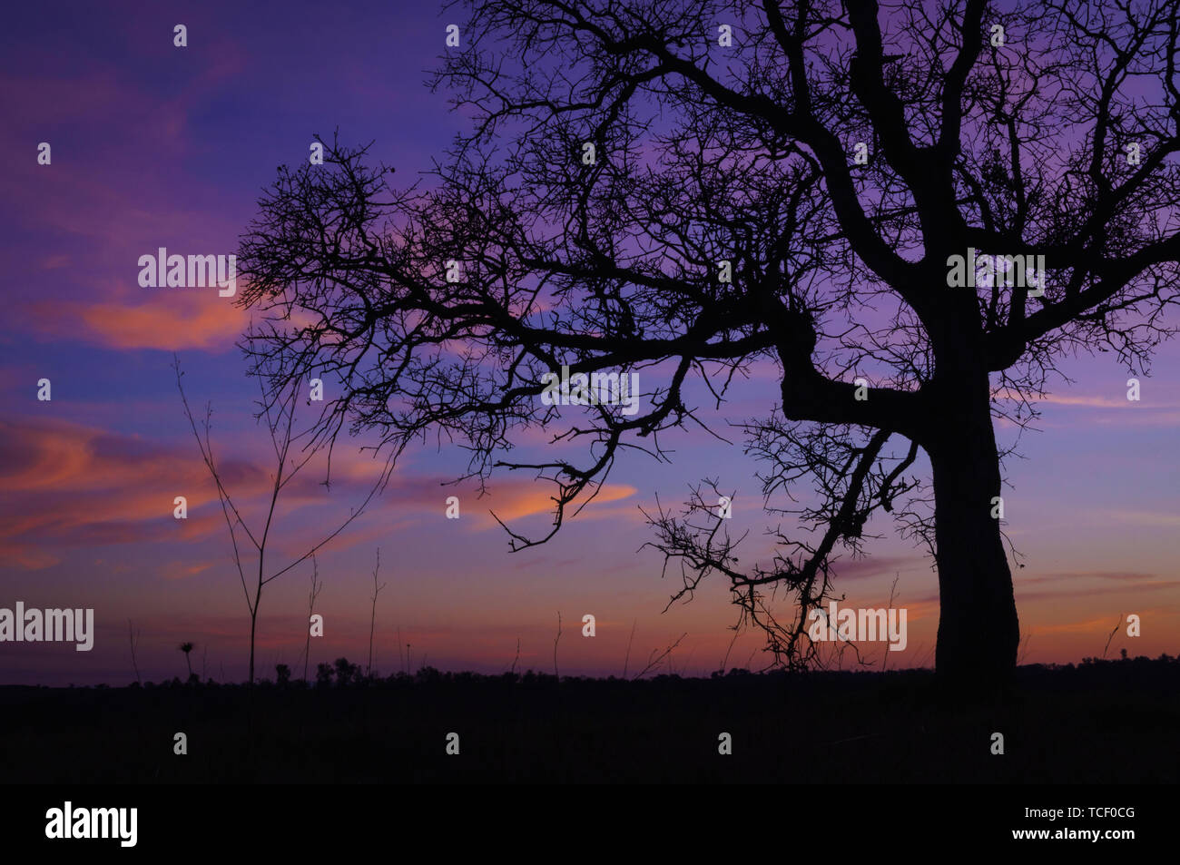 sunset oak tree Stock Photo - Alamy