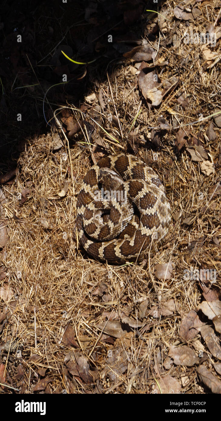 sun bathing curled rattle snake Stock Photo - Alamy