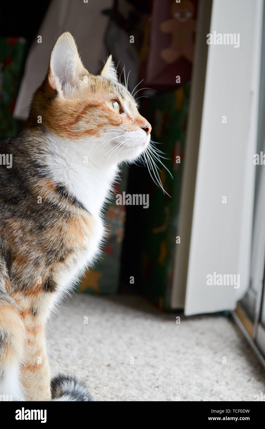 cat looking out window Stock Photo - Alamy