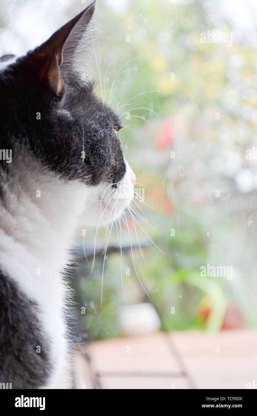 cat looking out window Stock Photo - Alamy