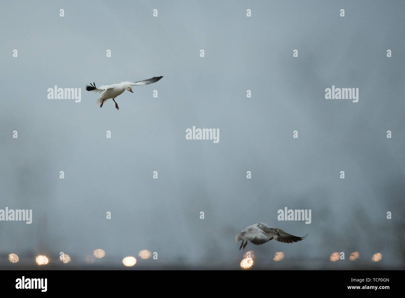 Geese flying in the sky hi-res stock photography and images - Alamy