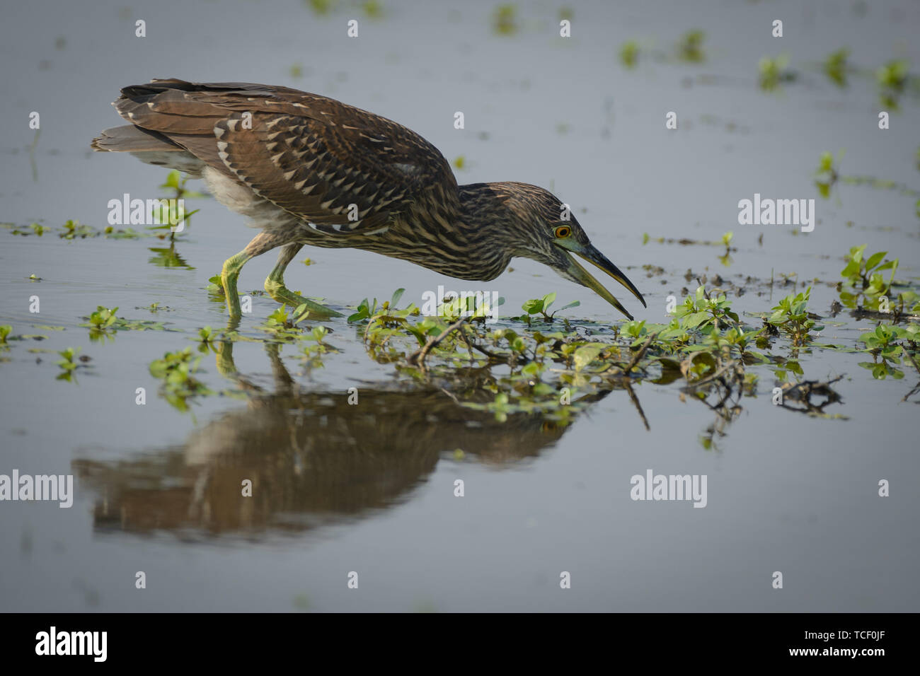 An American Bittern hunting fishing for food in the flooded wetlands ...