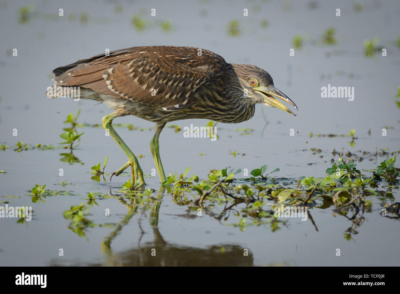 An American Bittern hunting fishing for food in the flooded wetlands ...