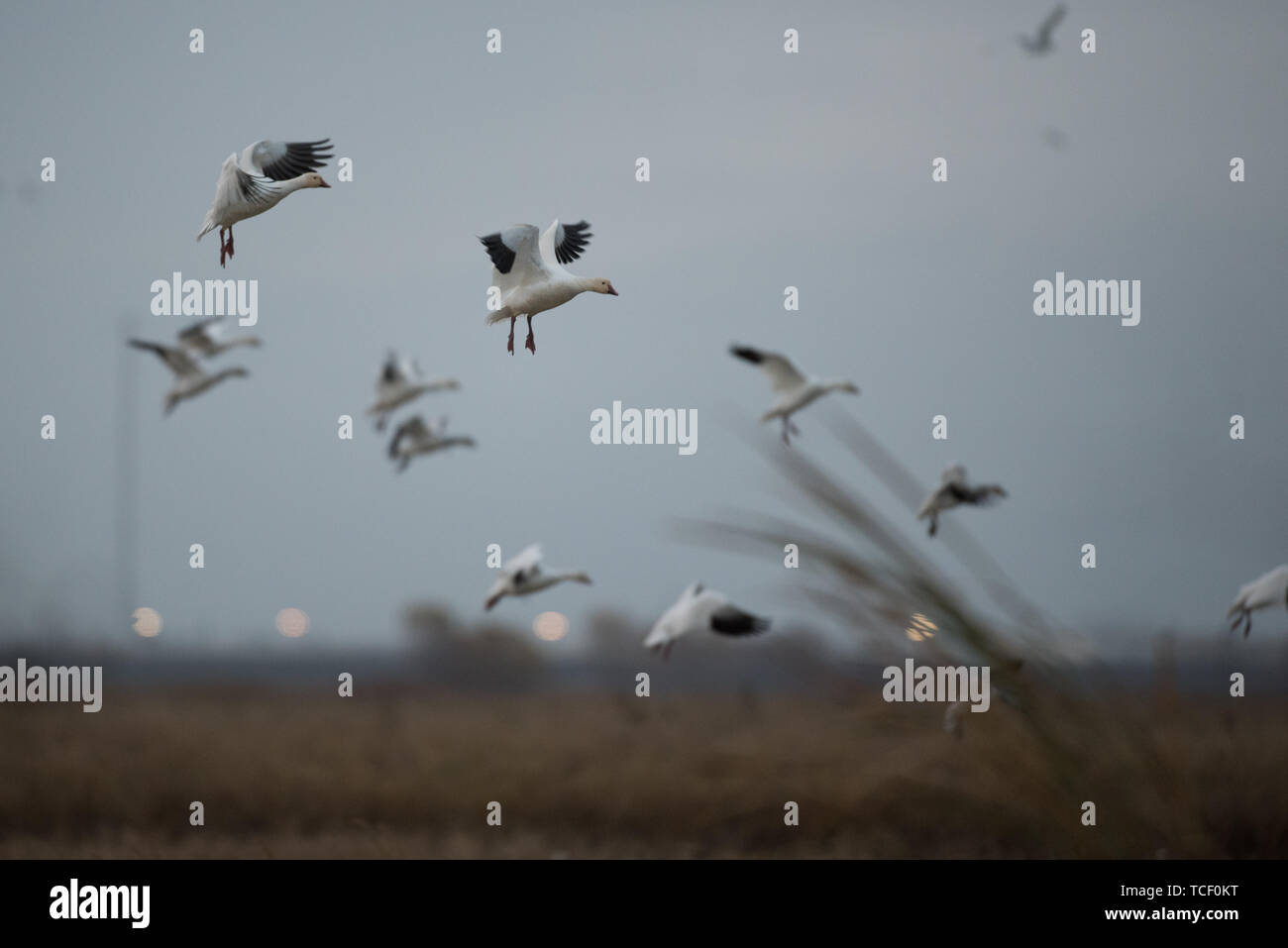Side view of wild white geese in flock flying above pond in wetland in ...