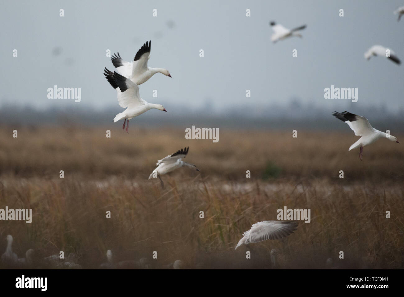 Wild flock of white geese soaring above ground of wetland Stock Photo ...