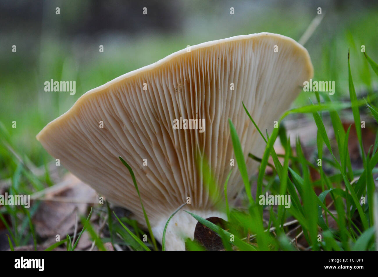 Large mushroom seeds grass Stock Photo - Alamy