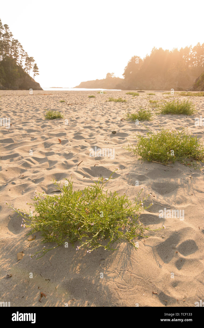 A green bush flower weed growing on a well traveled sandy beach as the ...