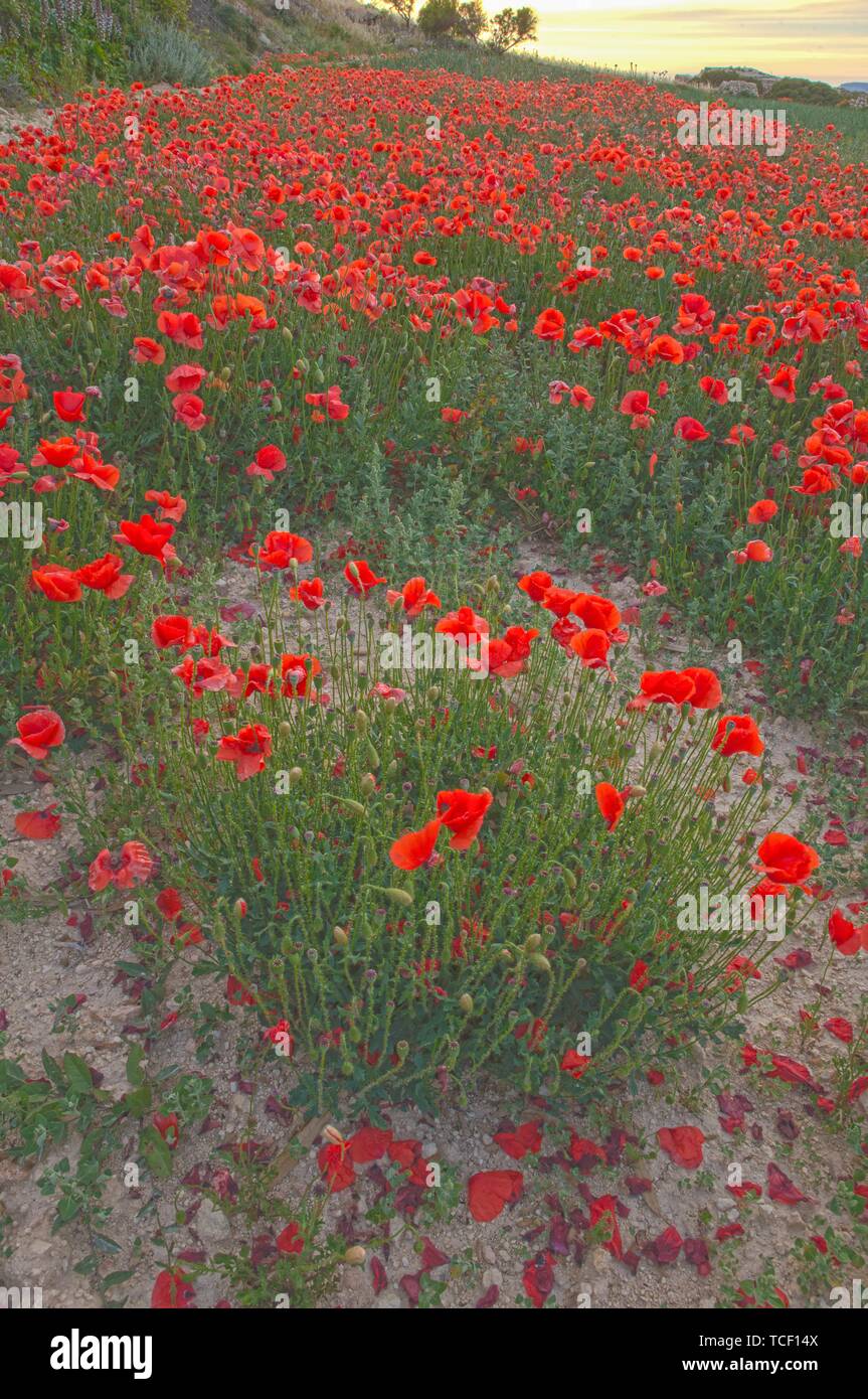 Red poppies, Corn poppies, Papaver rhoeas Stock Photo - Alamy