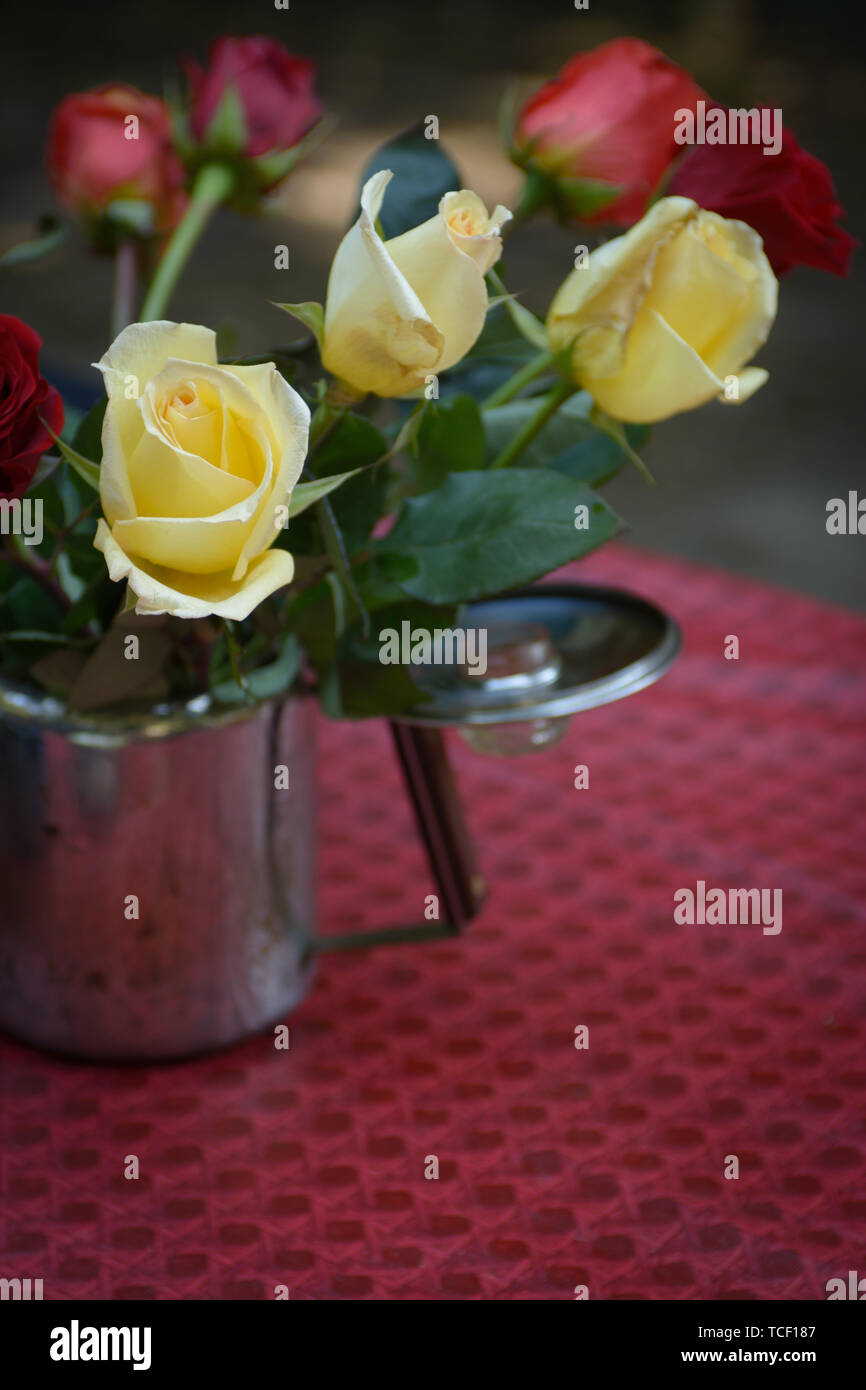 A bouquet of yellow and red roses in a coffe pot vase on red table ...