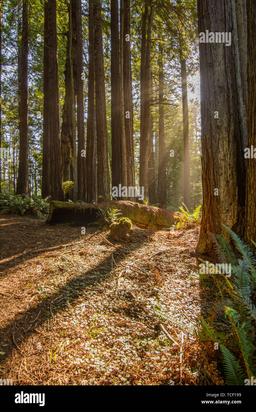 View of tall evergreen trees on soft ground in needles illuminated with ...