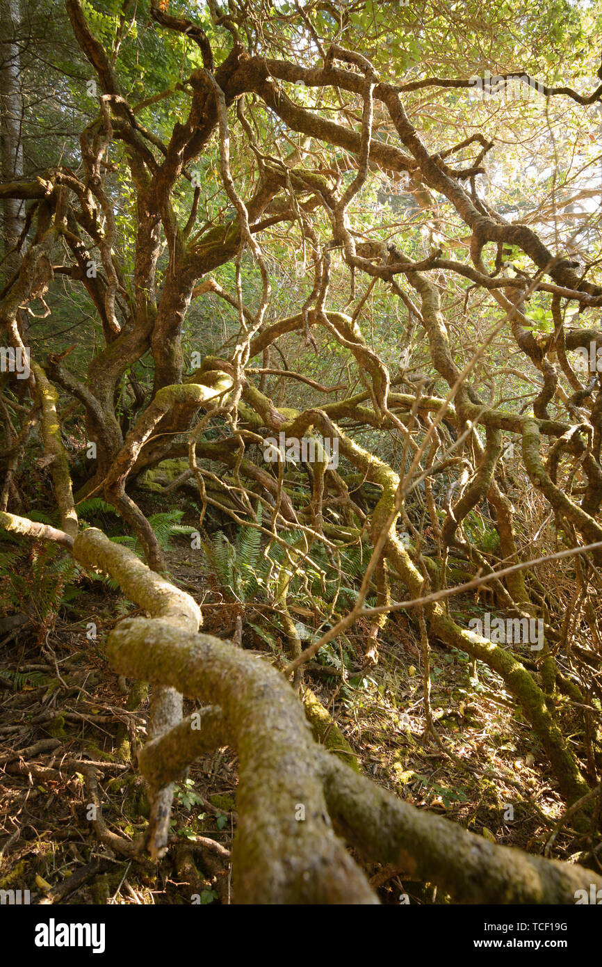 Wicked tree hi-res stock photography and images - Alamy