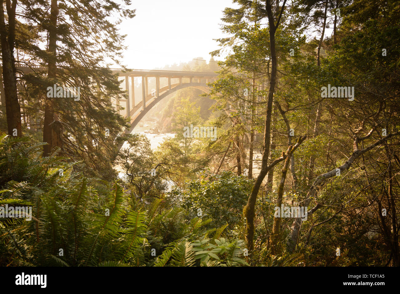 Bridge through forest hi-res stock photography and images - Alamy
