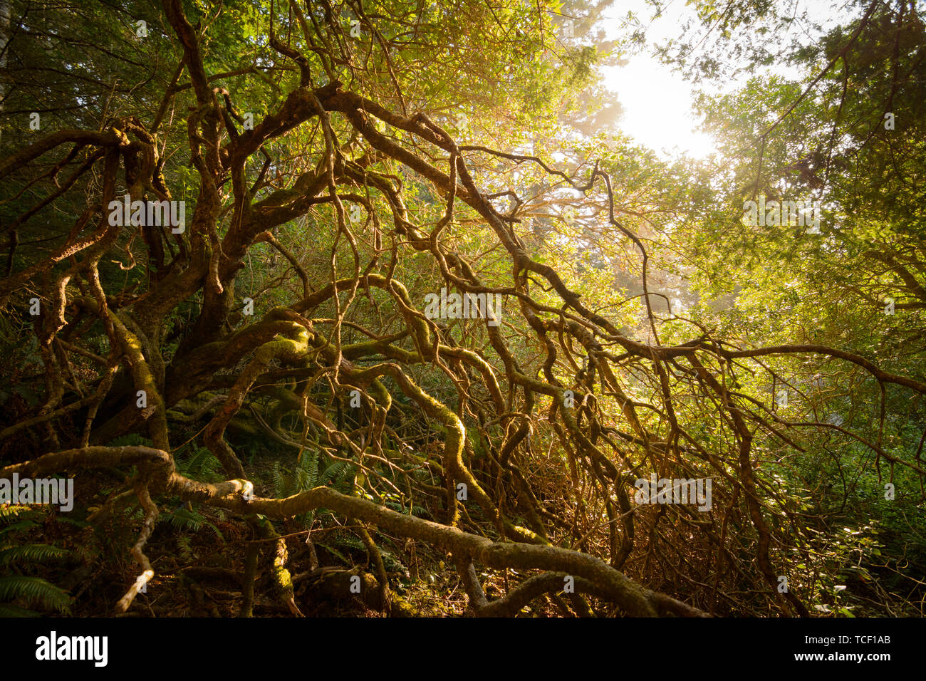 Wicked tree hi-res stock photography and images - Alamy
