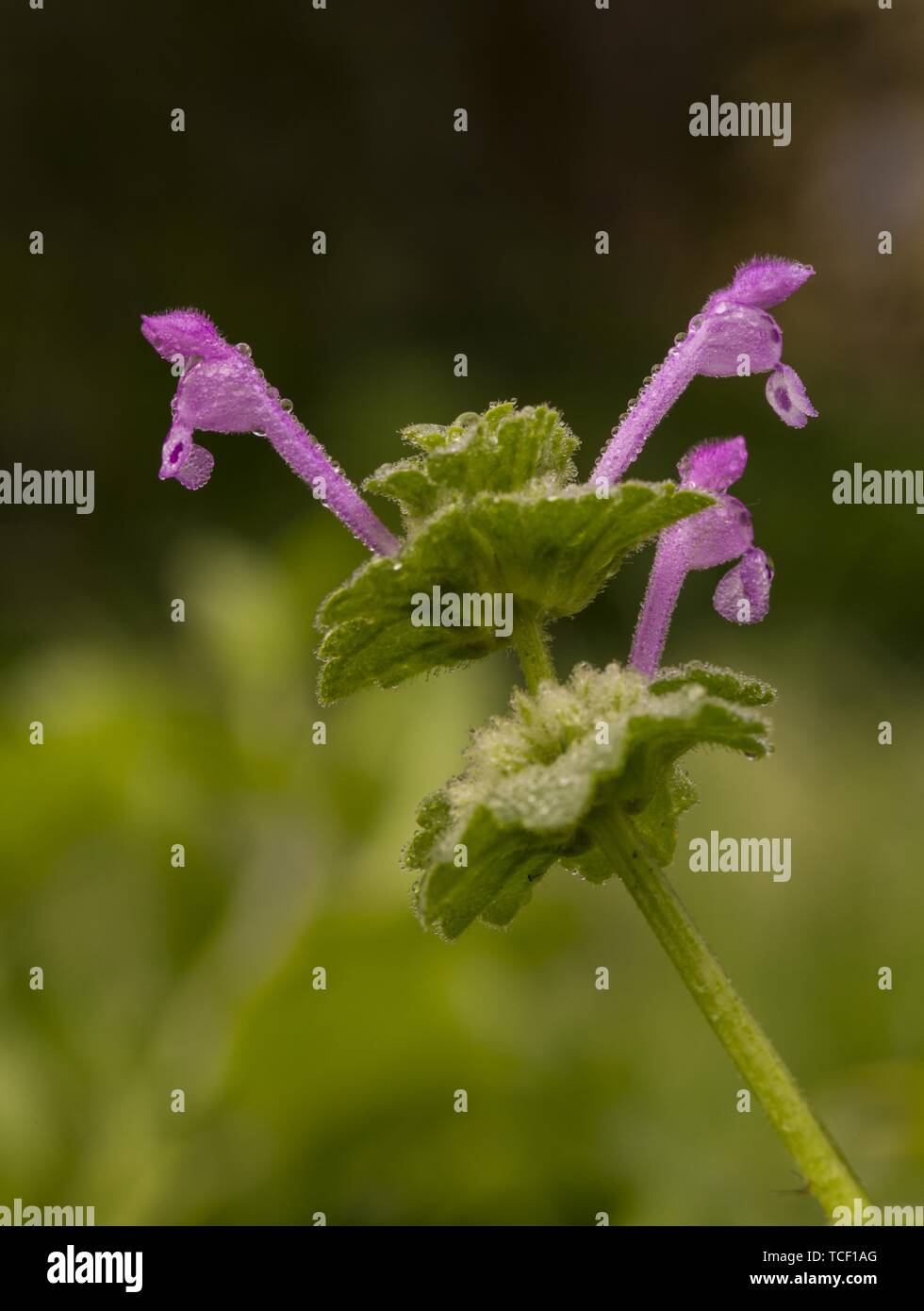 Henbit deadnettle, Common henbit, Lamium amplexicaule Stock Photo - Alamy