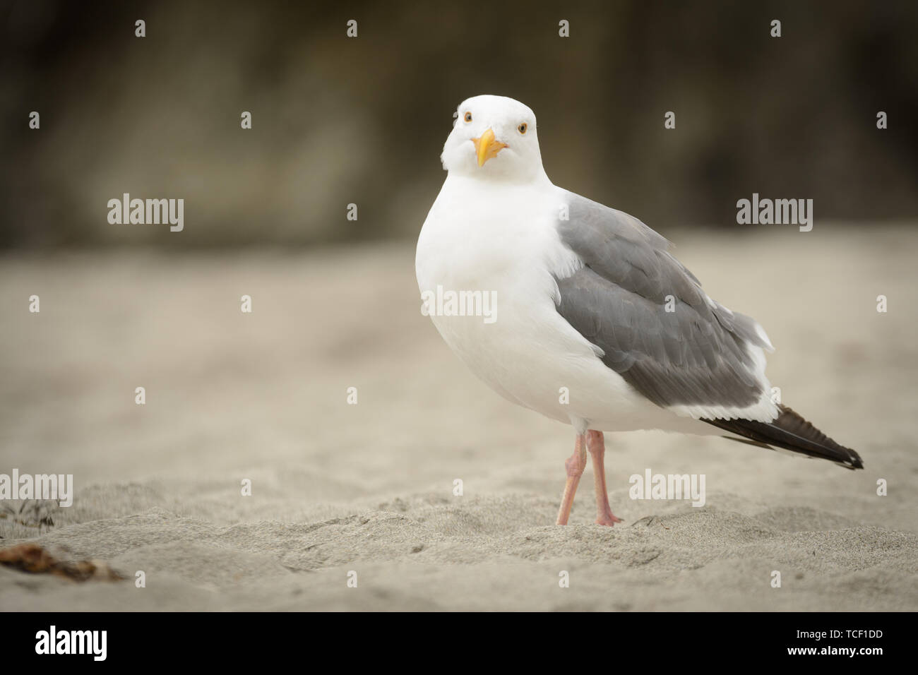 wildlife sea gull in beach sand looking at camera Stock Photo - Alamy