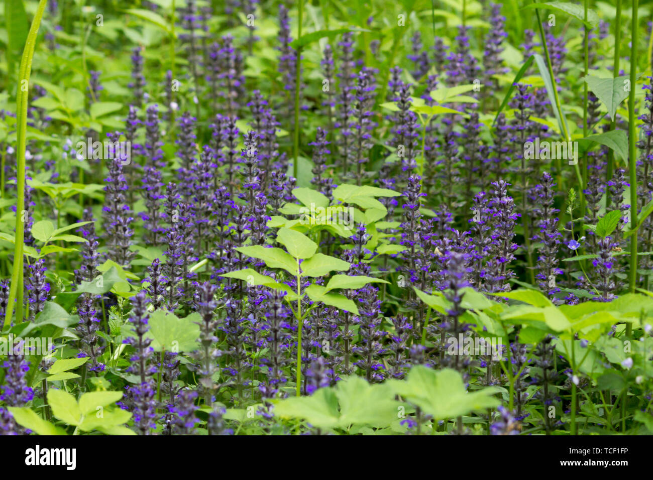 thickets of blue flowers from the family Lamiaceae or Labiatae in the ...