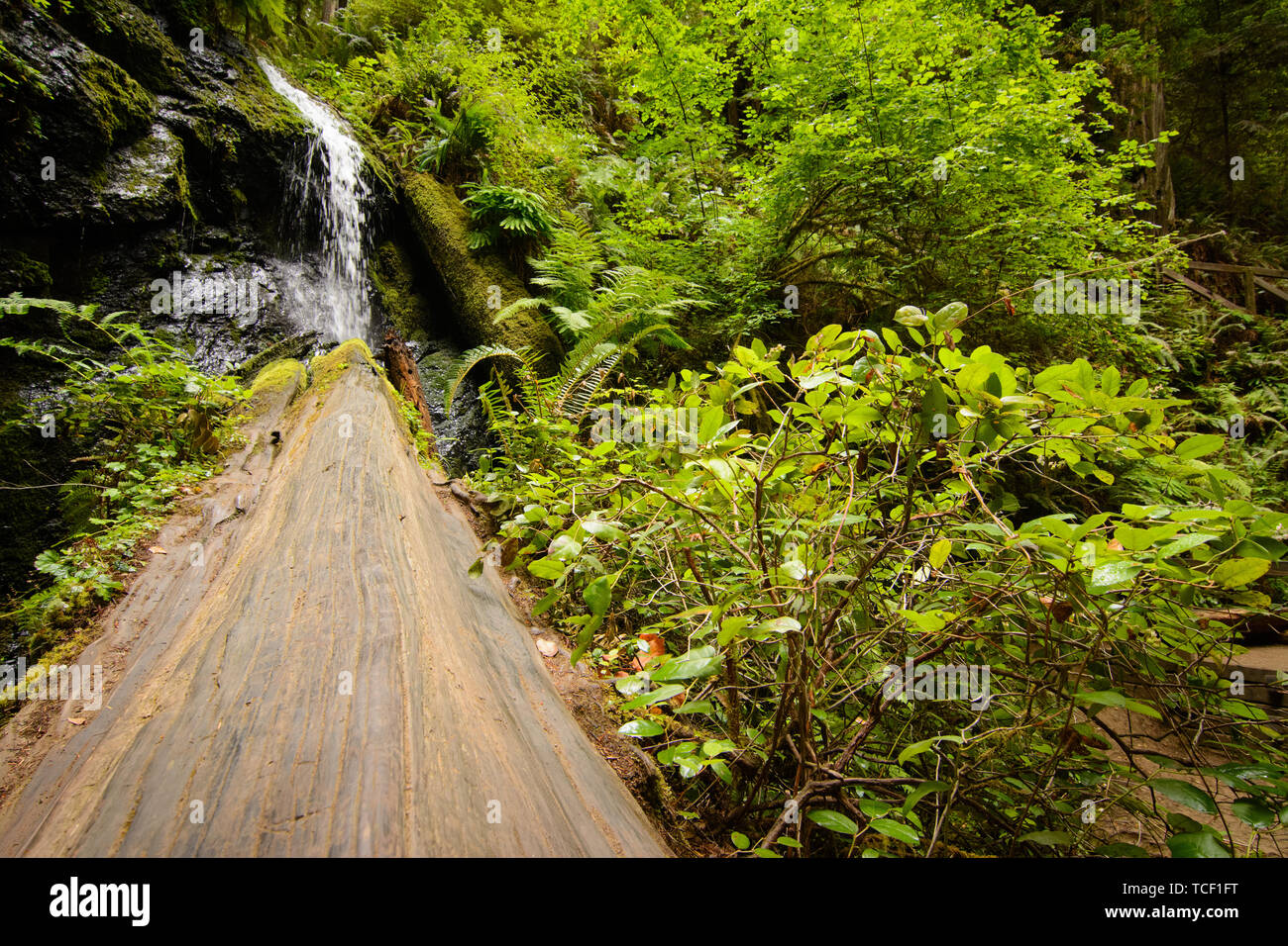 waterfall rushes over fallen log in deep forest Stock Photo - Alamy