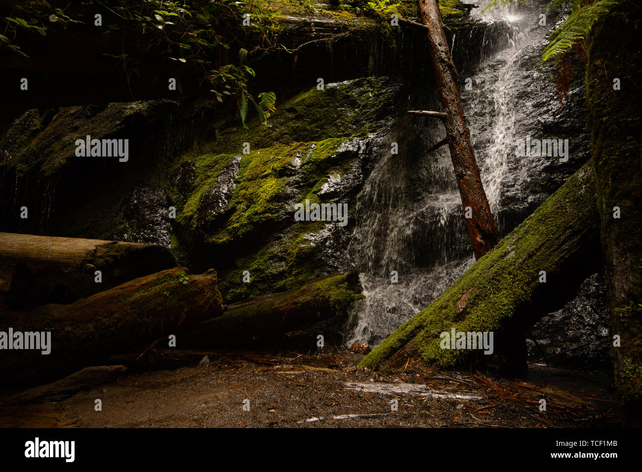 waterfall over rock face and fallen logs and moss Stock Photo - Alamy