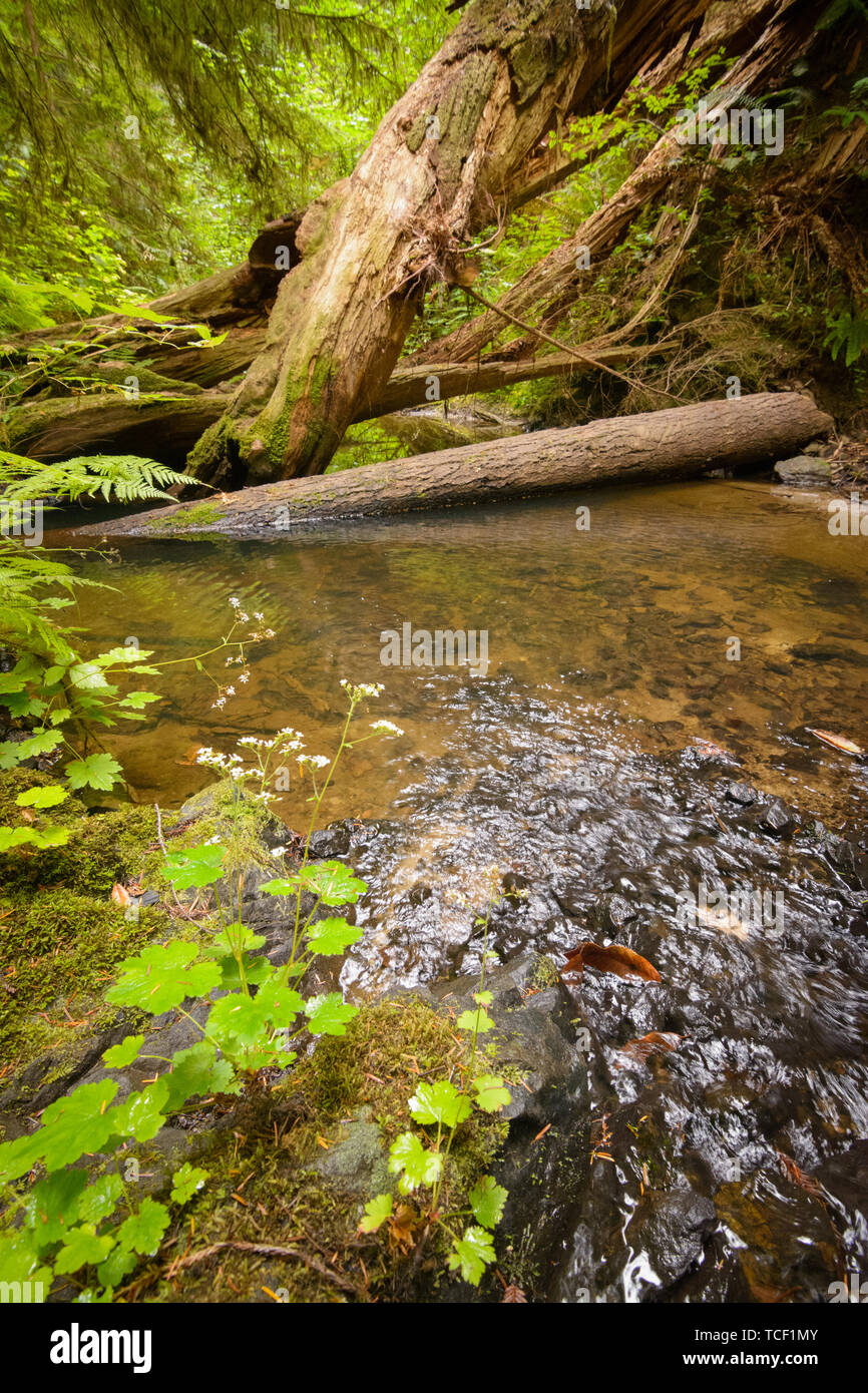 mountain stream through forest of fallen trees Stock Photo - Alamy