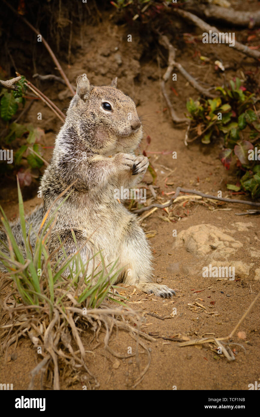 A ground squirrel sitting up eating and stuffing food in its cheeks ...