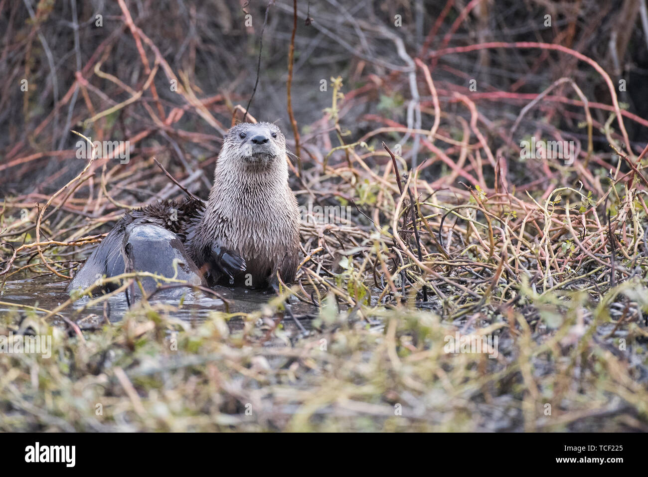 Wet Otter High Resolution Stock Photography and Images - Alamy