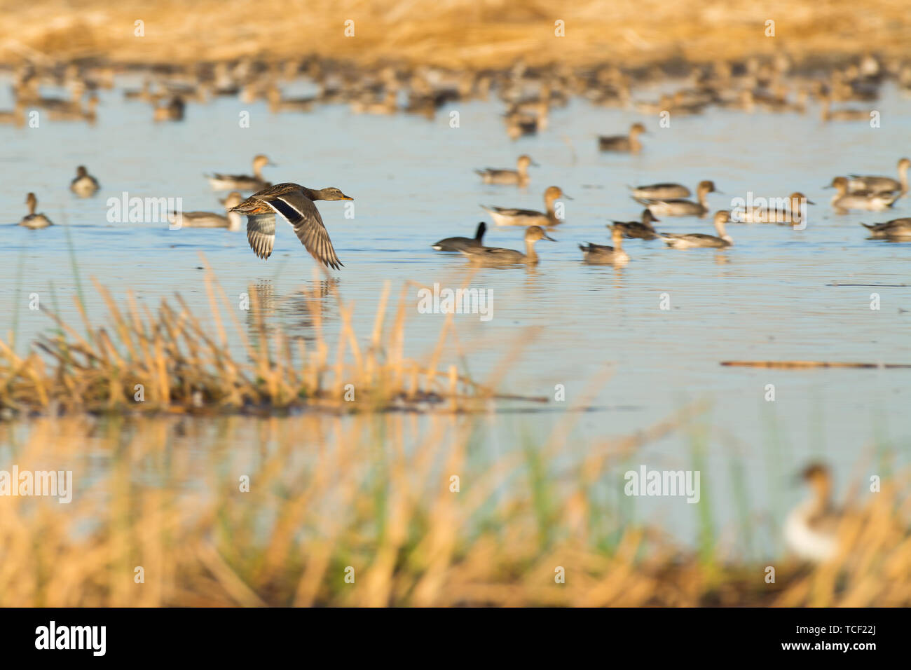 View of wild mallard ducks dwelling in wild wetland pond in sunlight ...